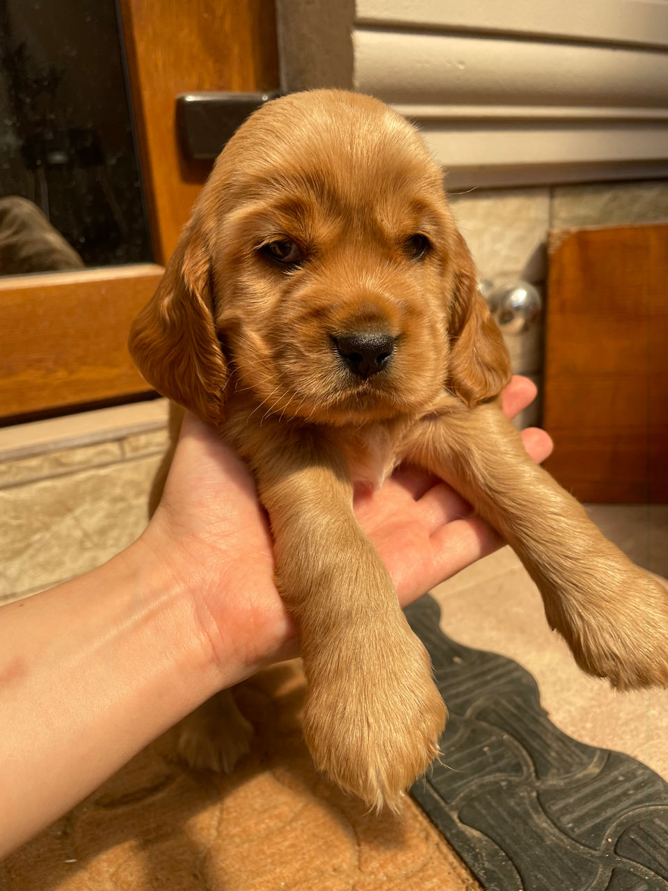 Cocker Spaniel (pedigree)