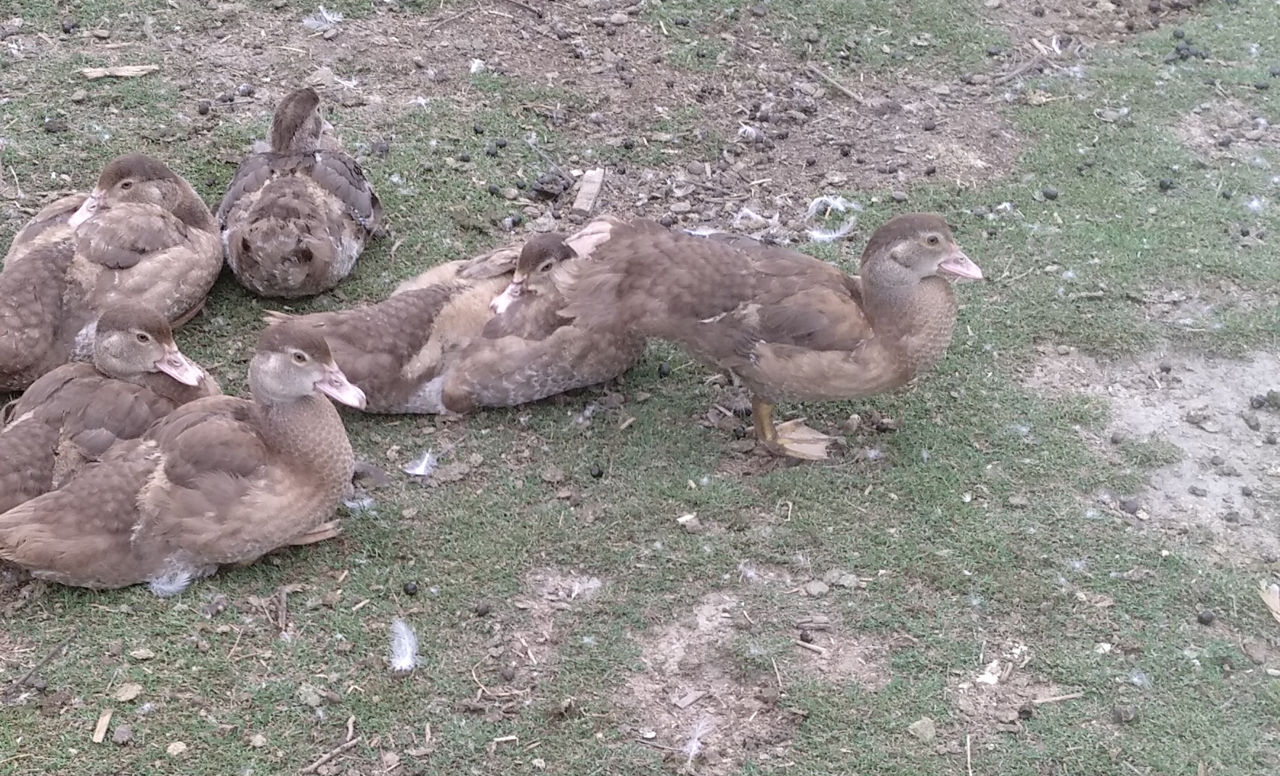 Rățuște mute, bibilici.gisti.curci