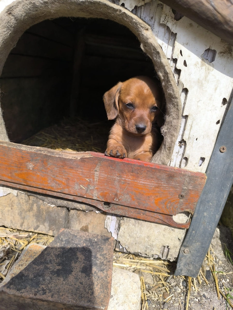 Vind catei de taxa cateii au o luna