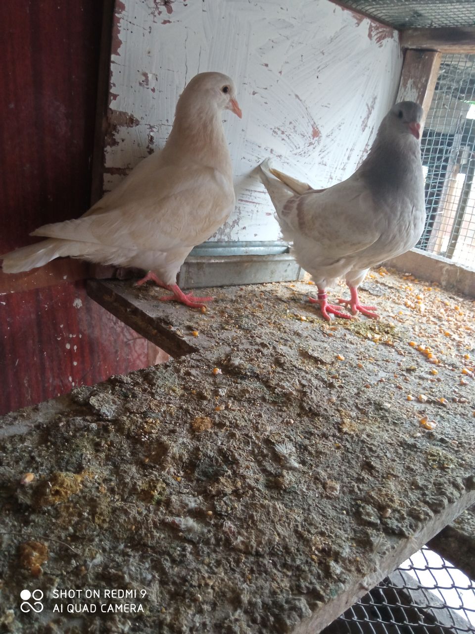 Vind pui porumbel texani.pui porumbei-postasi.