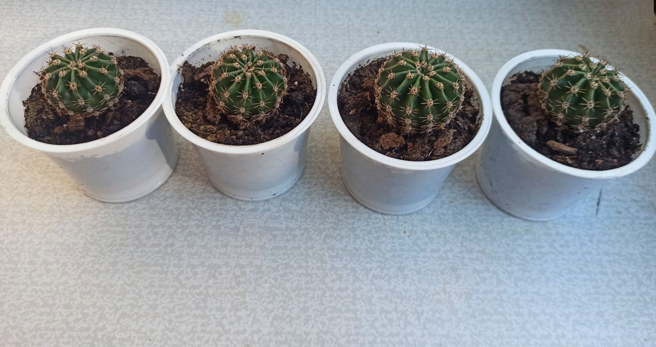 Кактусы! Недорого!!!