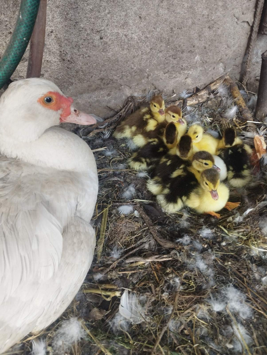 vind ratuste cu rata