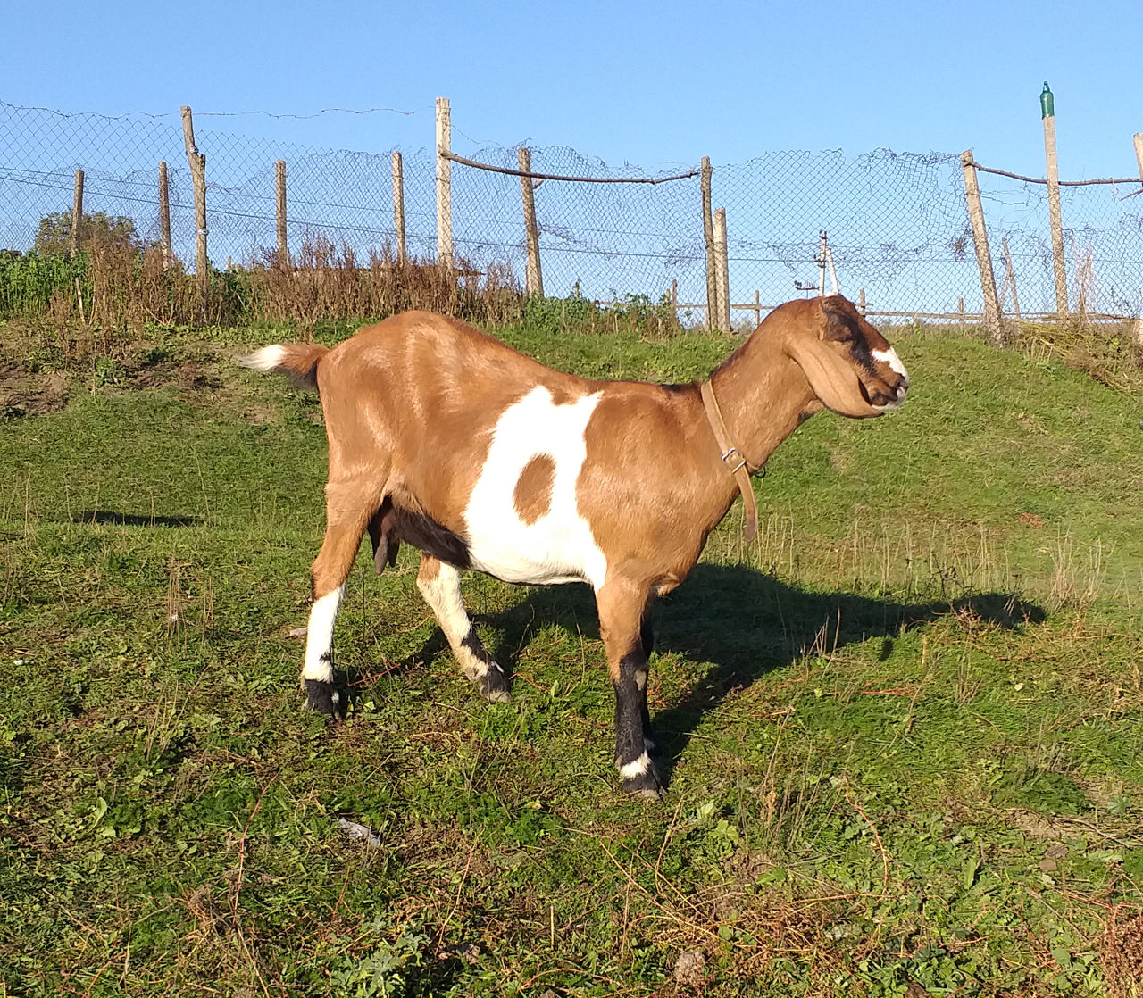 Vind căpriță Anglonubiana 75% prima fătare inca se mulge,a fatat 2 eduțe