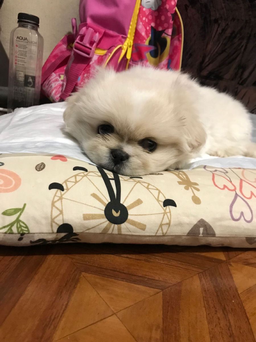 Vând cățel Pekinez alb