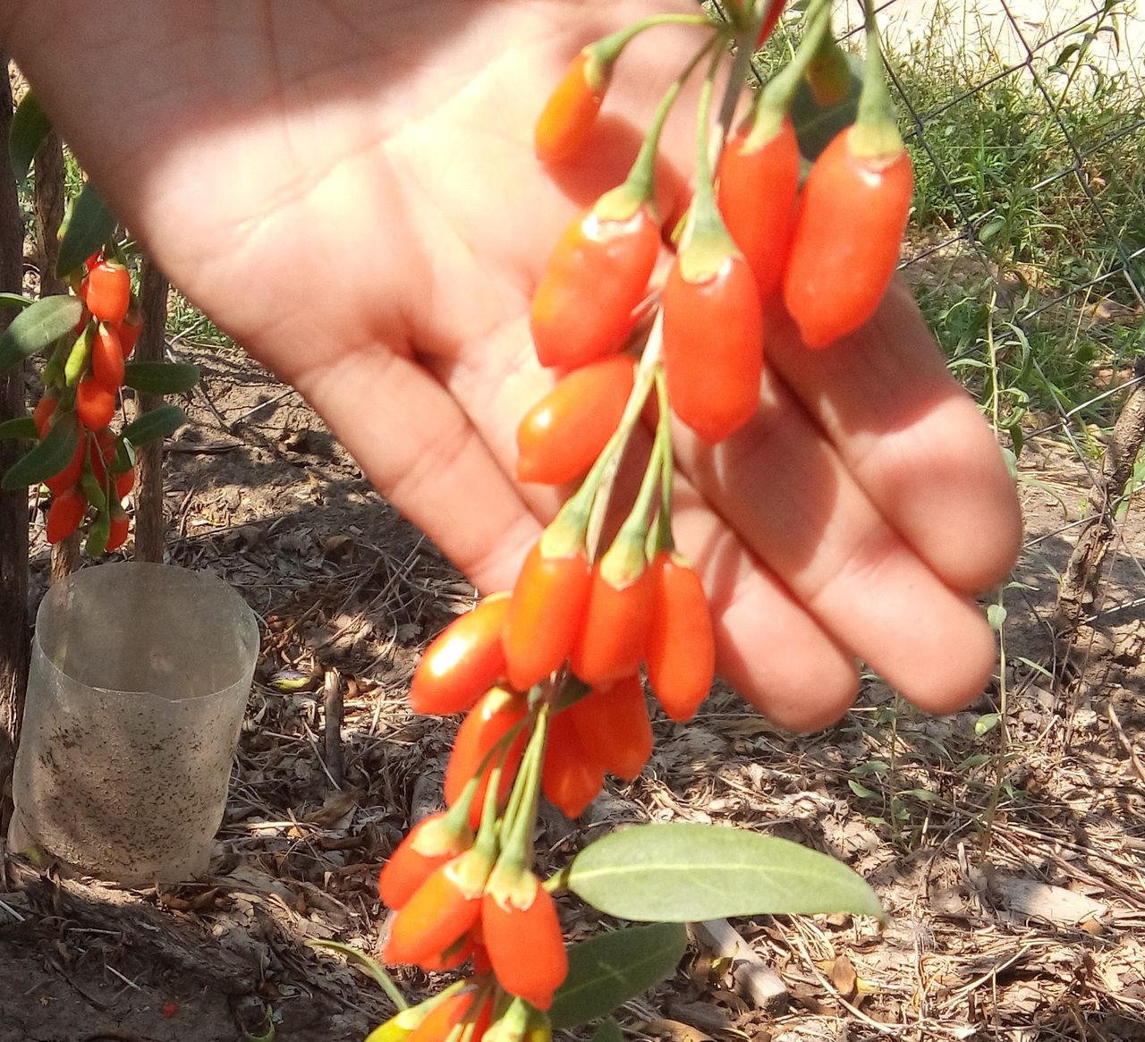 Goji Puieti. Продаём саженцы Годжи -Lycium barbarum Тибетский вид ...