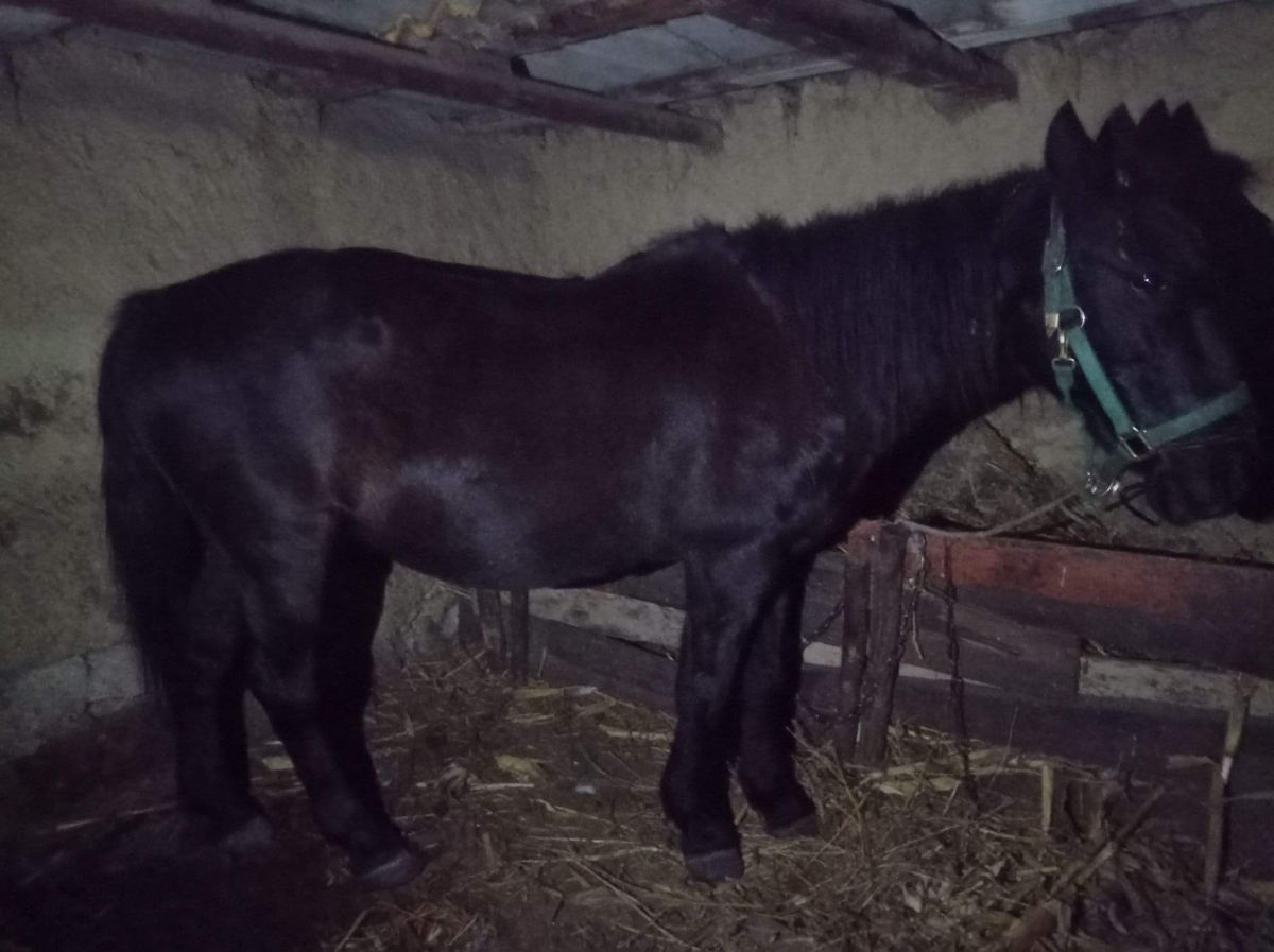 Vând cal cu căruță