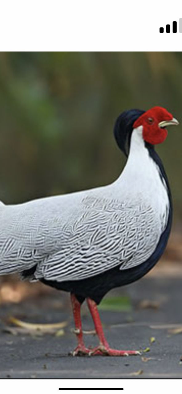 Fazan argintiu mascul