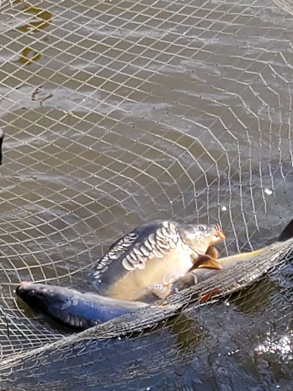 Vind peste viu 1.5-3kg