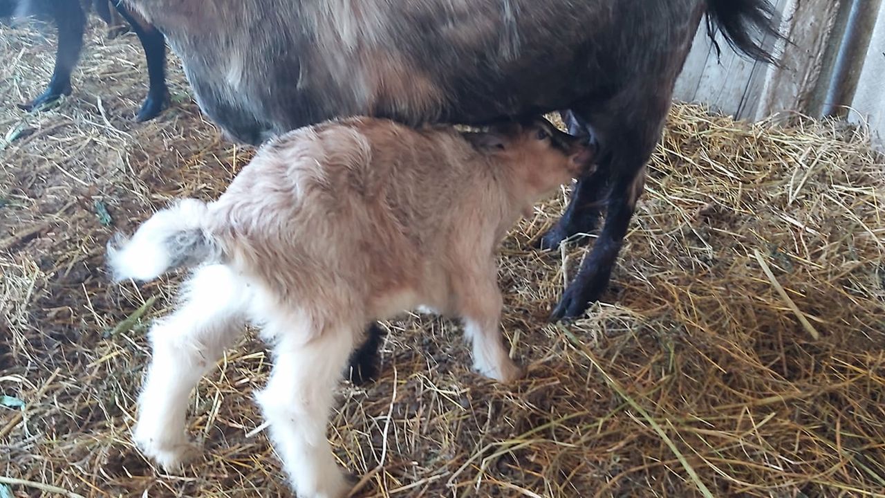 Vind tapusori din capre bune de lapte