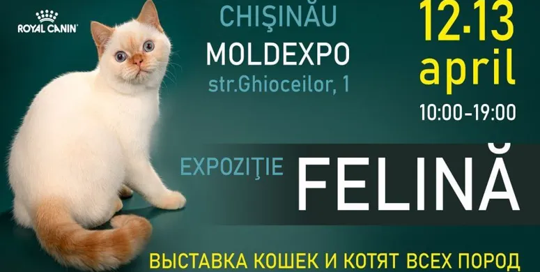 Expoziție de Pisici și Pisoi l Cumpără bilete online pe afisha.md ...