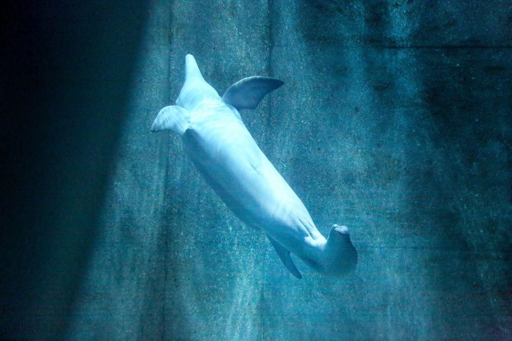 Delfinul care a inspirat oamenii cu dizabilități din lume a murit ...