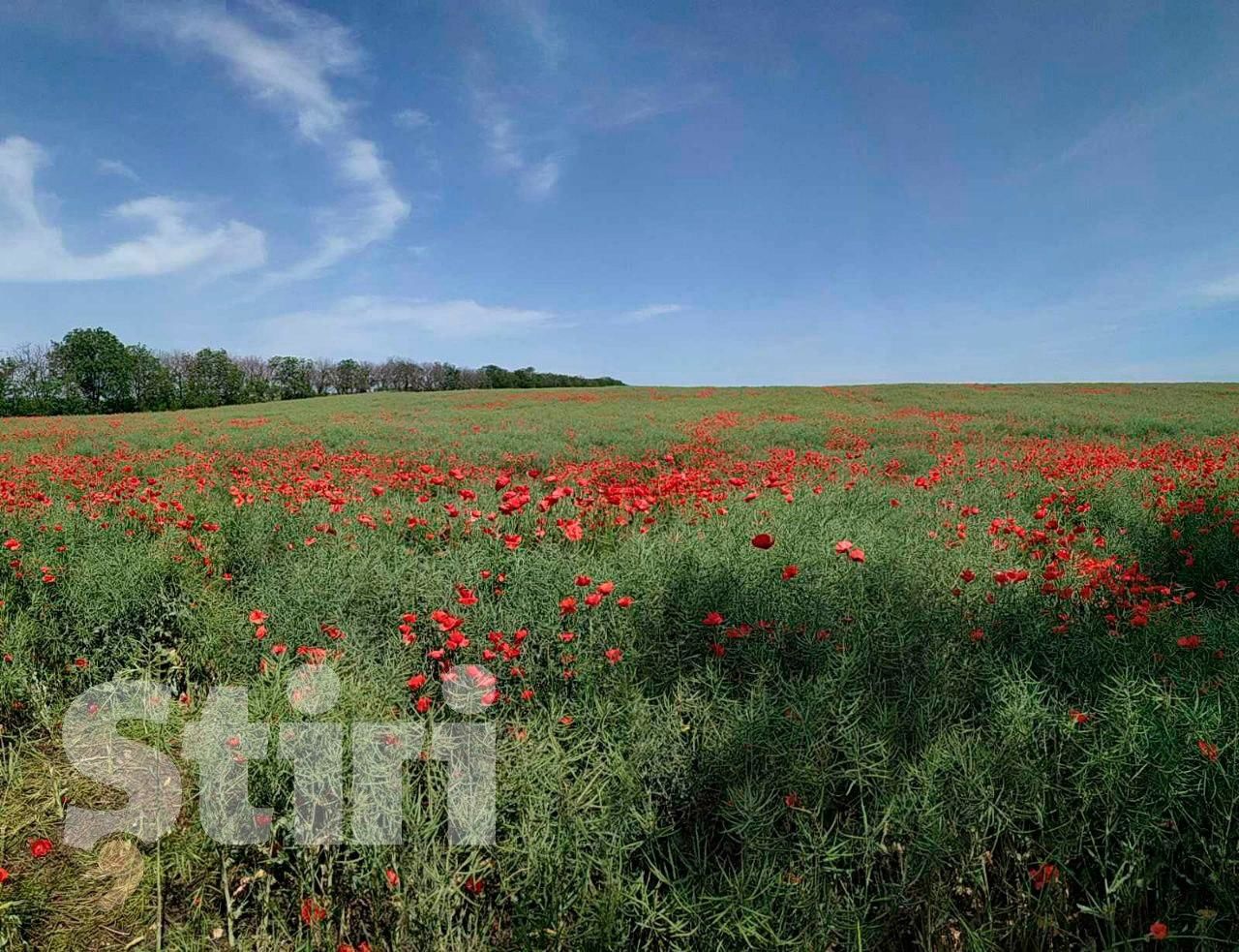 Paradis floral la Troița Nouă: Locul unde poți face poze cu maci