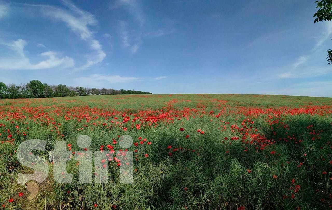 Paradis floral la Troița Nouă: Locul unde poți face poze cu maci