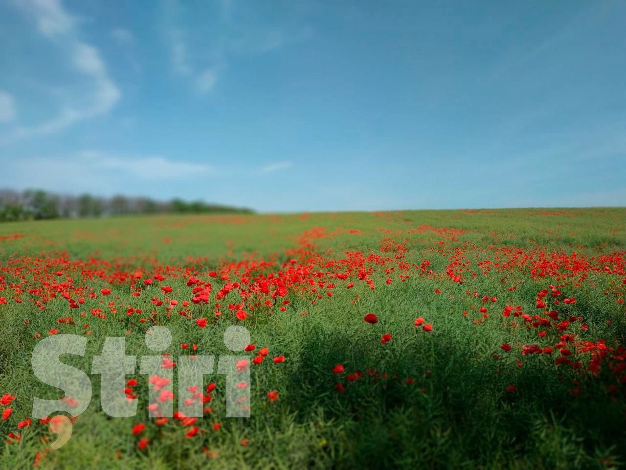 Paradis floral la Troița Nouă: Locul unde poți face poze cu maci