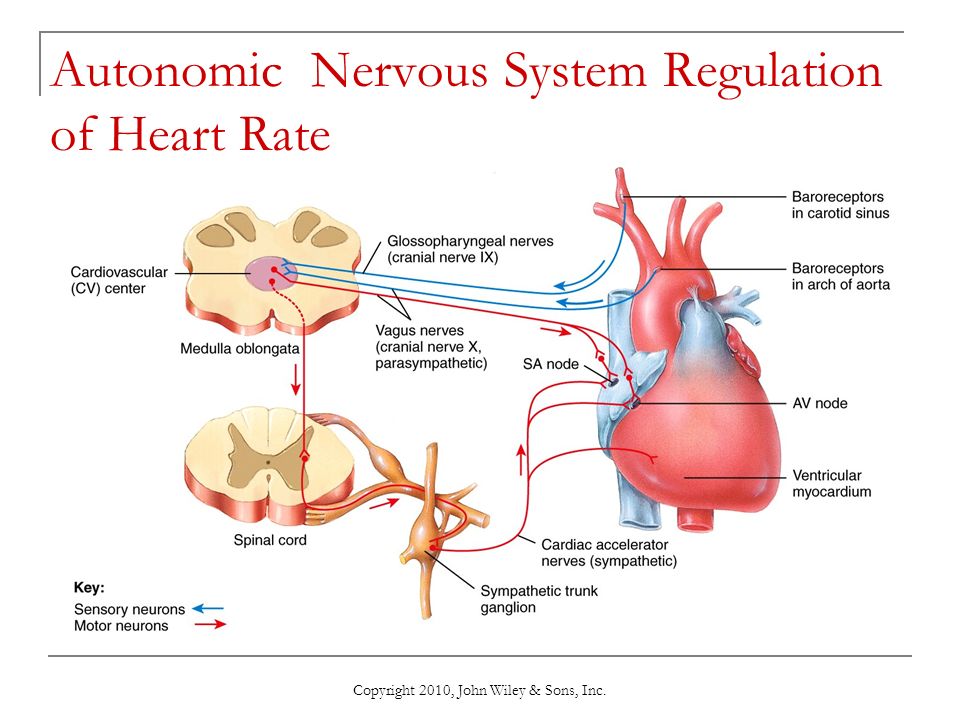 25 Heart Diagram Showing Nodes Images Picturebeka