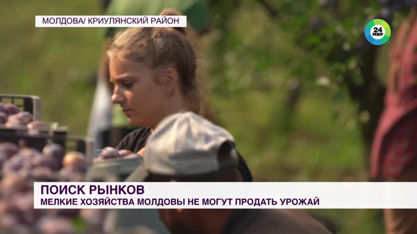 Play.md - Фермеры Молдовы начали искать новые рынки сбыта