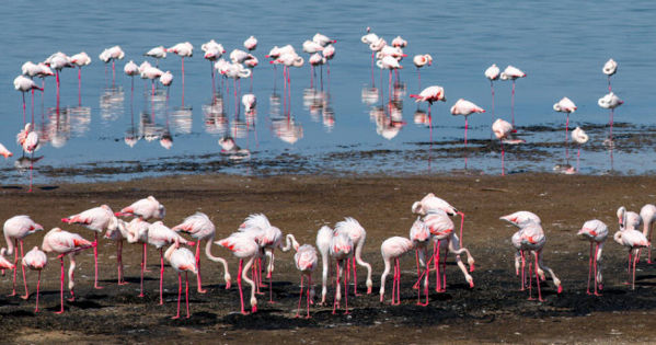 Miracol în Odesa: Peste 1.000 de flamingo roz au ajuns în Ucraina