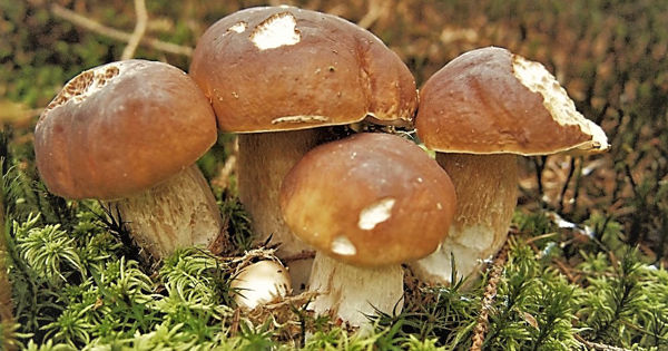 A început sezonul ciupercilor de pădure: Recomandările specialiștilor