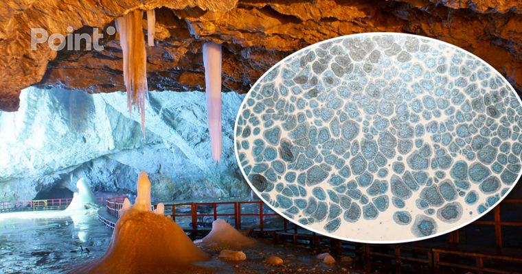 Румынские учёные нашли 5000-летний штамм бактерий