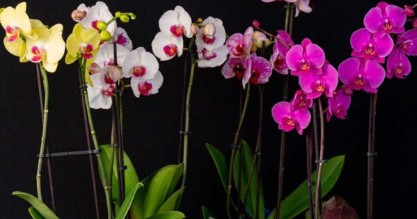 De ce nu toate orhideele pot fi crescute în casă
