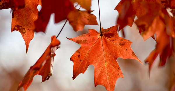 Meteo 14 noiembrie 2024: Cer înnorat în toată țara. Maximele prognozate