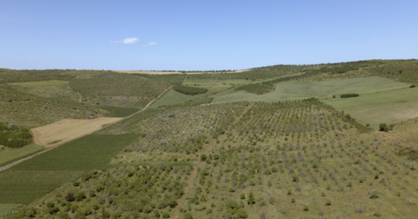 Circa 250.000 de hectare de terenuri agricole, neîngrijite în Moldova