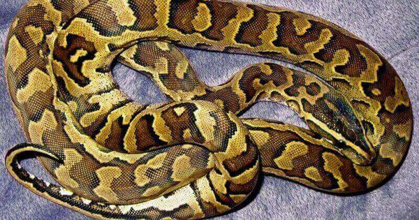 Un piton l-a mușcat pe un austriac care stătea liniștit pe toaletă