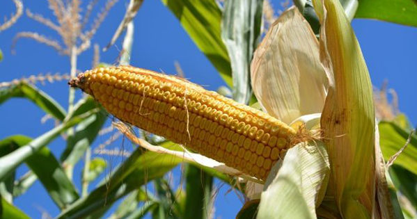 Seceta a compromis aproape în totalitate recolta de porumb din Căușeni