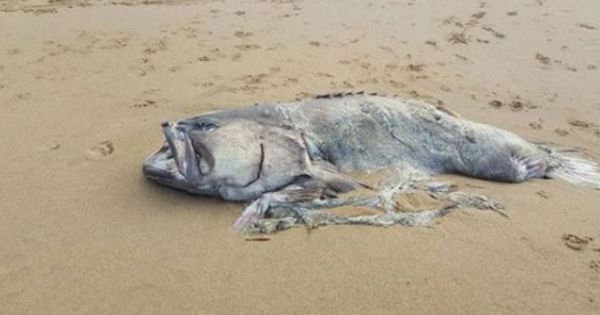 Cadavrul unui monstru marin a apărut pe o plajă din Australia