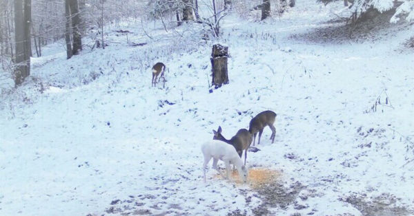Romsilva a publicat imagini cu un animal rar întâlnit, apărut în Bucegi