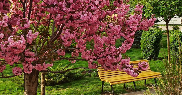 Paradis roz: Într-un parc din orașul Comrat a înflorit Sakura