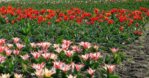 Satul Bardar, patria lalelelor: Florile încântă privirea vizitatorilor