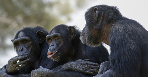 Trei cimpanzei scăpați de la o grădină zoologică din Suedia, împușcați
