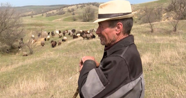 Ciobanii, o raritate: E greu de găsit oameni care să pască animalele