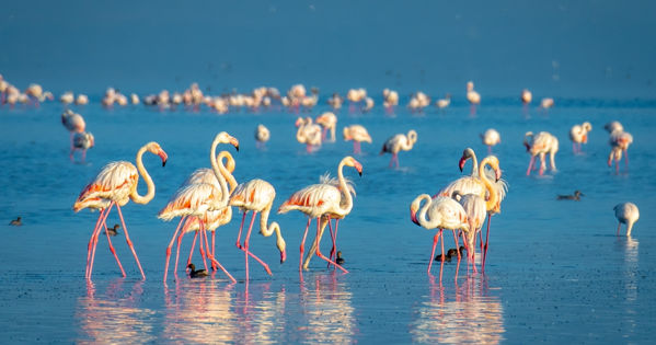 Contrabandă cu flamingo roz în Tunisia: Unde erau ascunse păsările