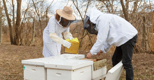 Apicultorii din Moldova produc și exportă turte dulci pentru albine