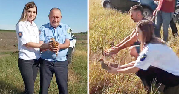 Sute de pui de fazan, eliberați în mediul natural la Bălți