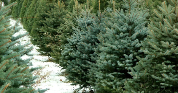 Comercianții care vând brazi sunt verificați de inspectorii de mediu