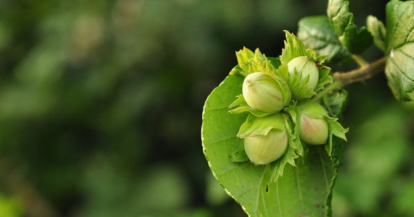 Vremea a luat-o razna: La Căușeni au înflorit copacii de alun