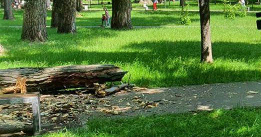 La un pas de tragedie. Un copac a fost cât pe ce să strivească o familie