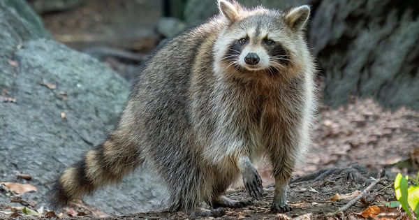 O femeie din SUA, terorizată de ratoni. Ce s-a întâmplat