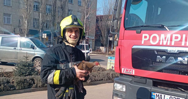 Pompierii din Căușeni au salvat de la înălțime un pui de fazan