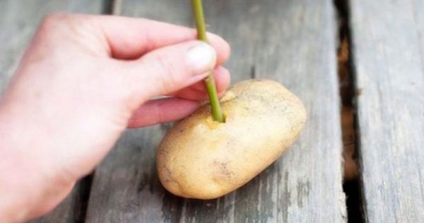 Ce se întâmplă dacă înfigi un trandafir într-un cartof. Trucul pe care ...