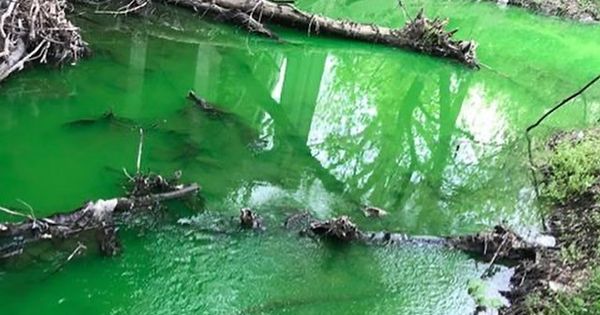 Fenomen ciudat: Apa din râul Bâc s-a colorat în verde