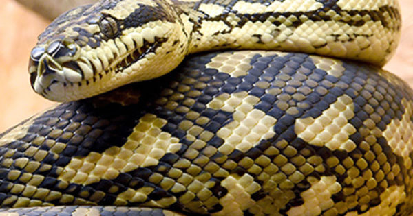 Piton de 4 metri, surprins dormind liniștit într-un magazin