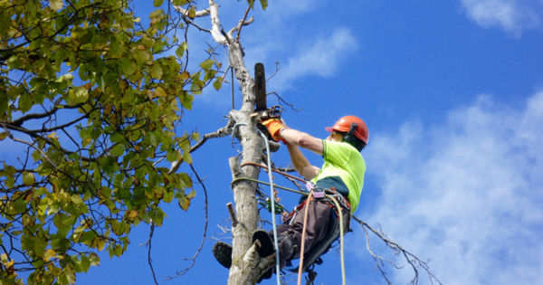 Procedura de curățare și defrișare a copacilor uscați, simplificată