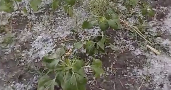 A plouat cu grindină la Criuleni: Un câmp de floarea-soarelui, distrus