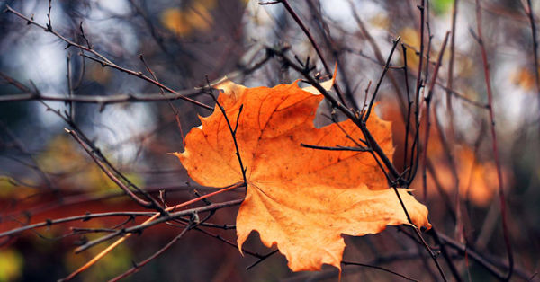 Meteo 12 noiembrie 2024: Cer înnorat și maxime de până la +9°C