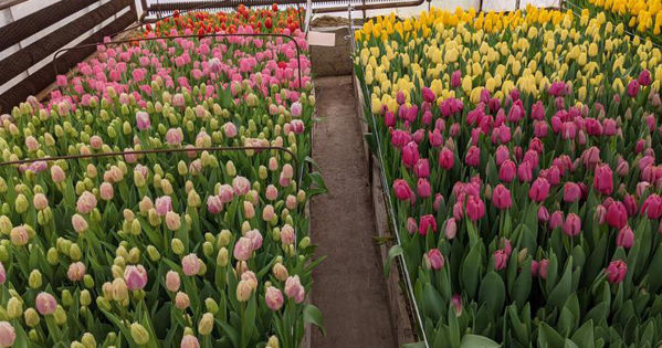 Ialoveni: Lalelele au înflorit în plină iarnă în serele unui antreprenor