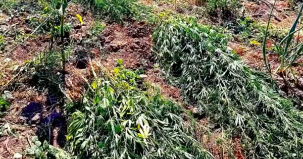 MAC-2023: Mai multe plante de cânepă, ridicate la Orhei și Ciocana